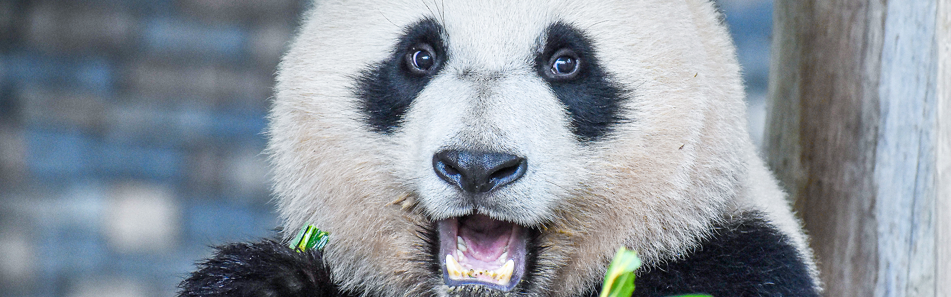 Schoolreis | Pandanieuws! Reuzenpandajong heeft Ouwehands Dierenpark ...